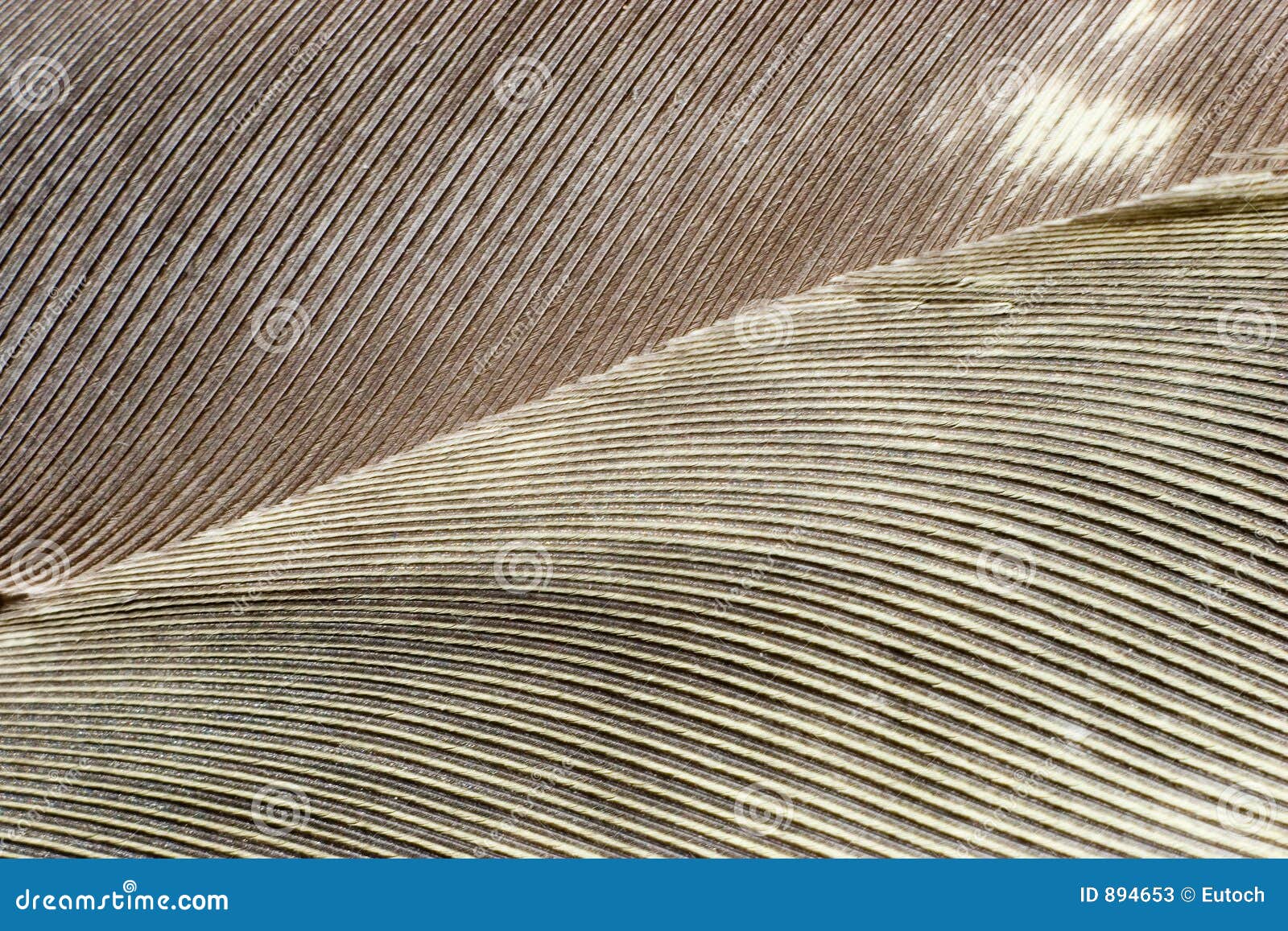 Gray Feather Background stock image. Image of tiel, nature - 894653