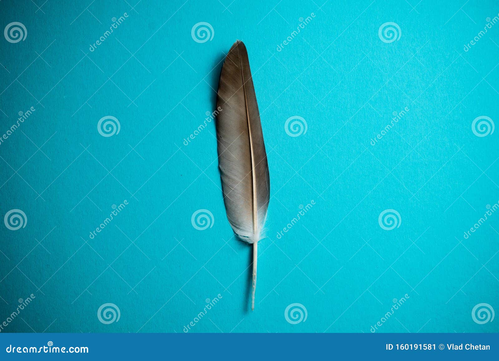 Gray Feather Isolated on Light Blue Background Stock Image - Image of ...