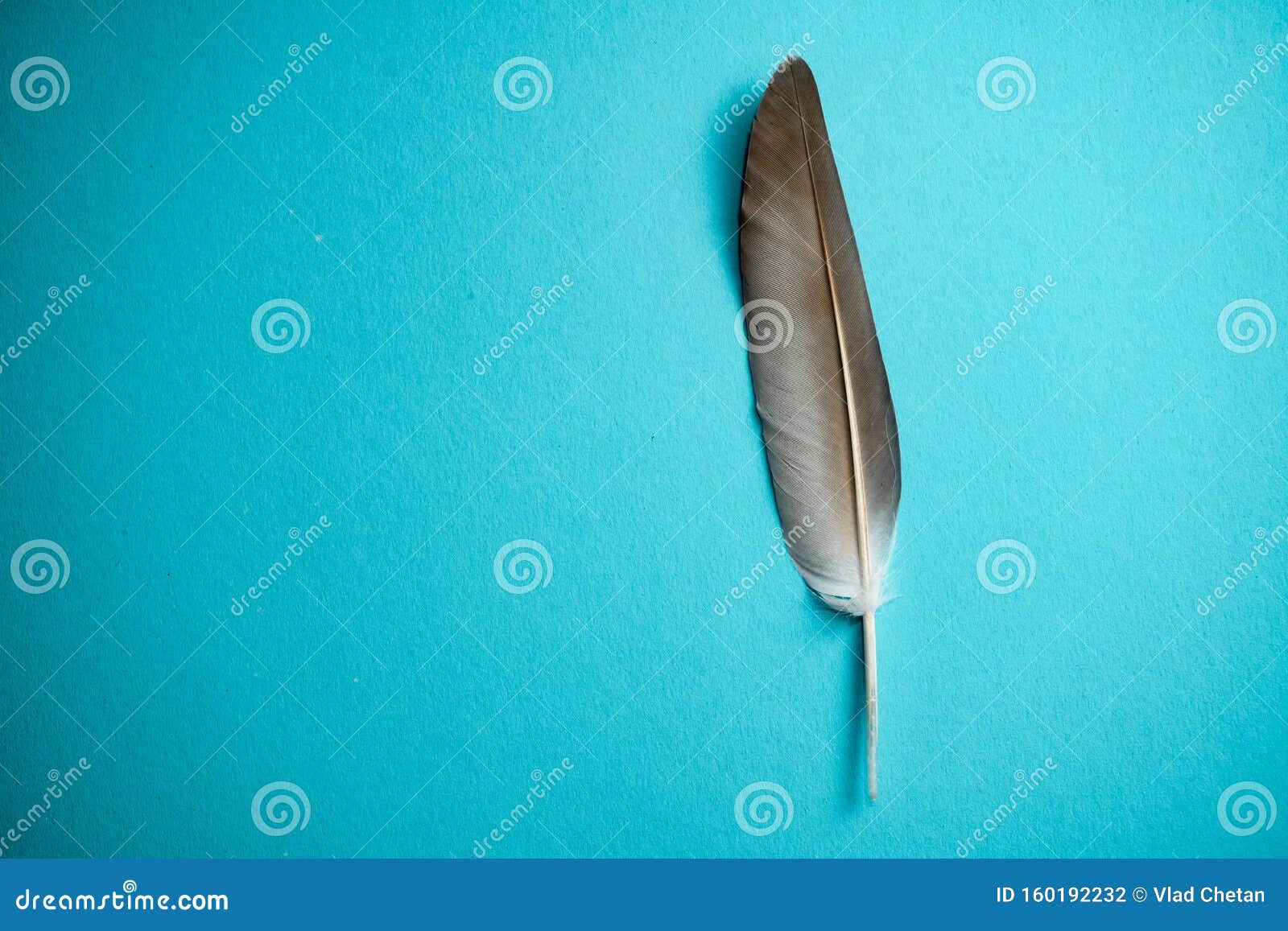 Gray Feather Isolated on Light Blue Background Stock Photo - Image of ...
