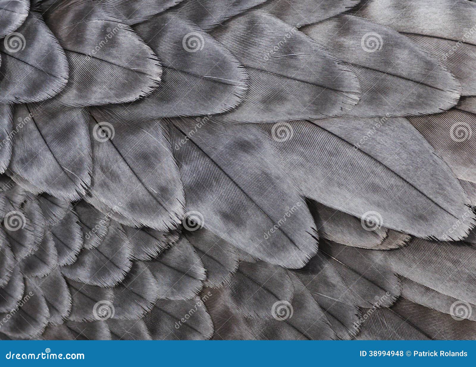 Gray feathers stock photo. Image of pattern, creatures - 38994948