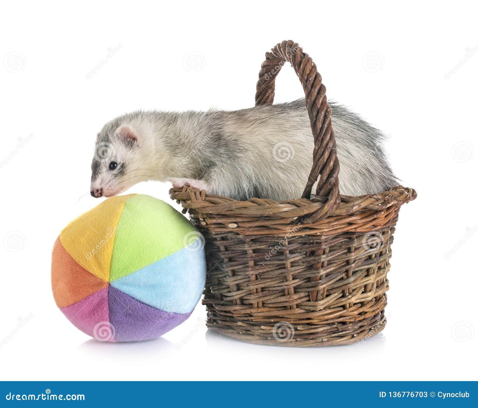Gray ferret in studio stock image. Image of young, isolated - 136776703