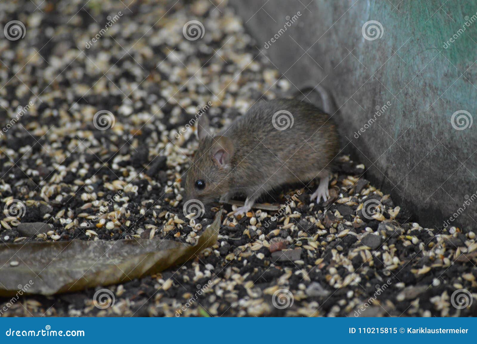 Gray field mouse stock image. Image of backdrop, life - 110215815