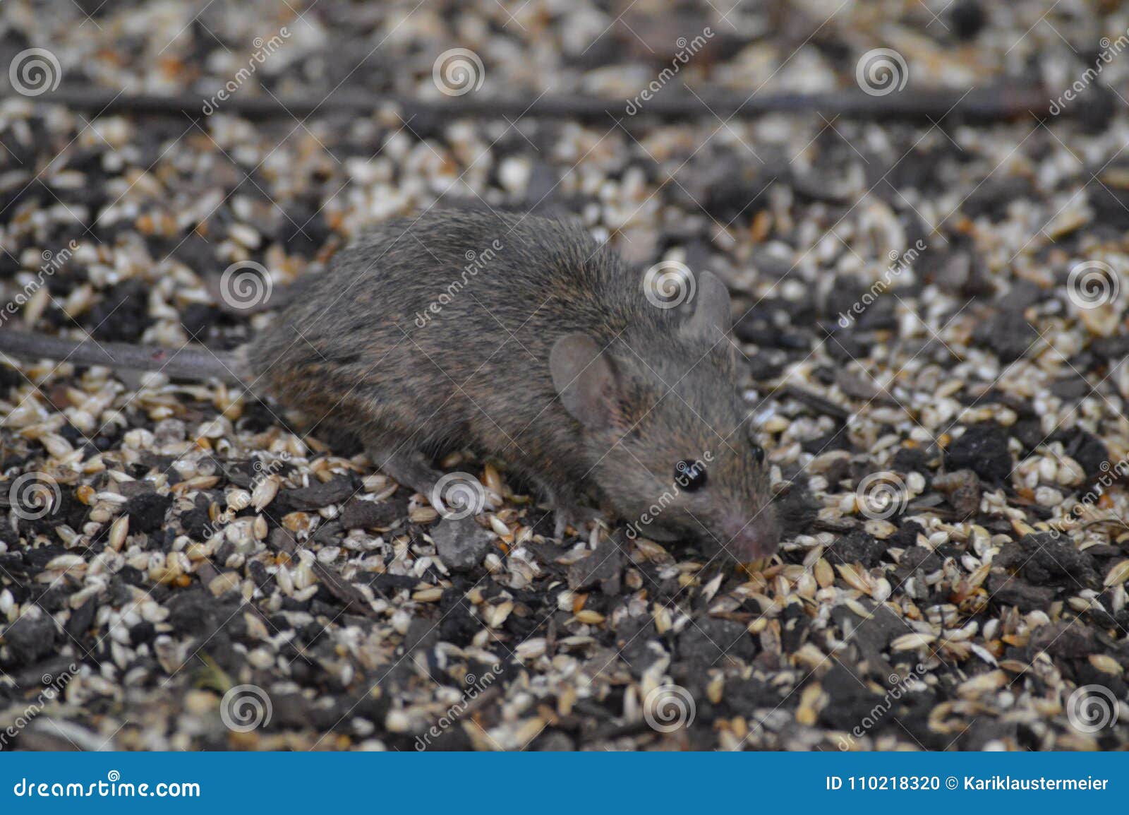 Field Mouse Grey