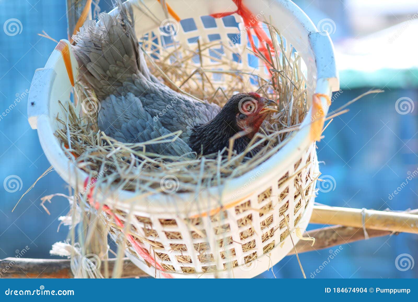The Gray Fighting he is Hatching Chickens on Dry Hay in Basket Stock ...