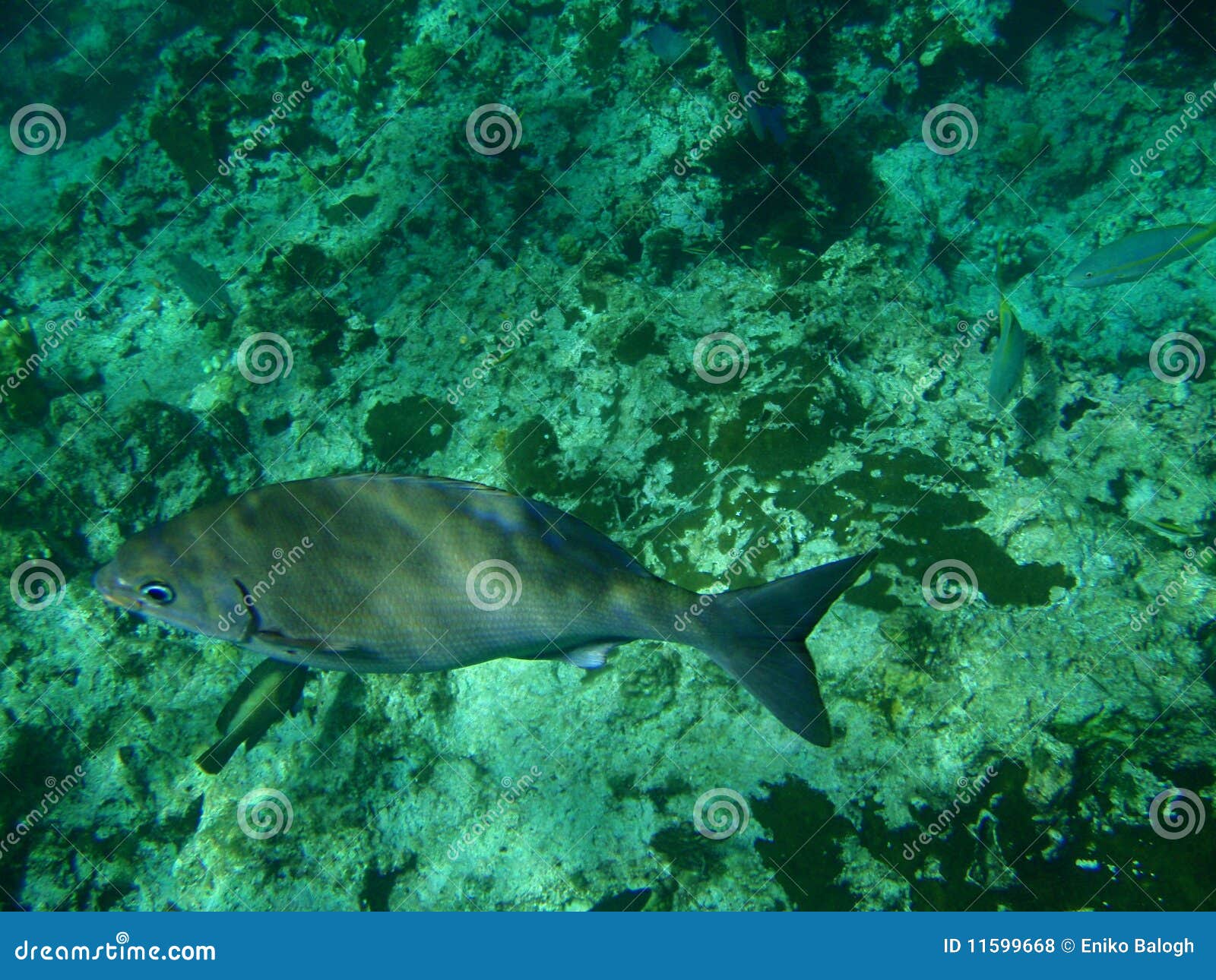 Gray fish stock photo. Image of horizontal, wildlife - 11599668