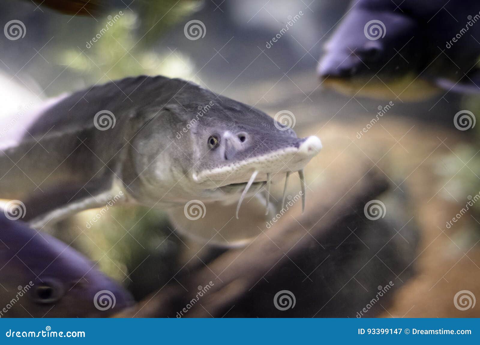 Gray fish stock image. Image of shark, young, juvenile - 93399147