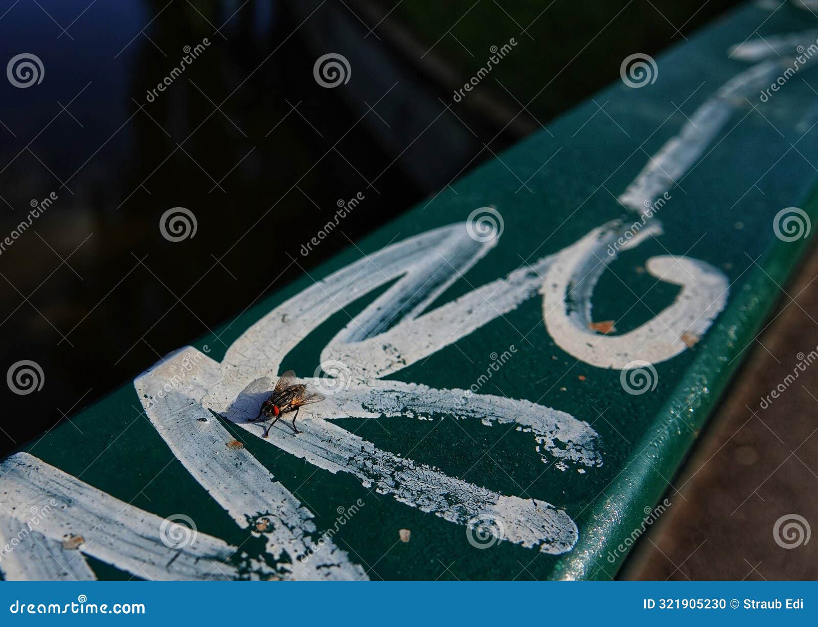 Gray Flash Fly on a Metal Railing Stock Photo - Image of naturallight ...