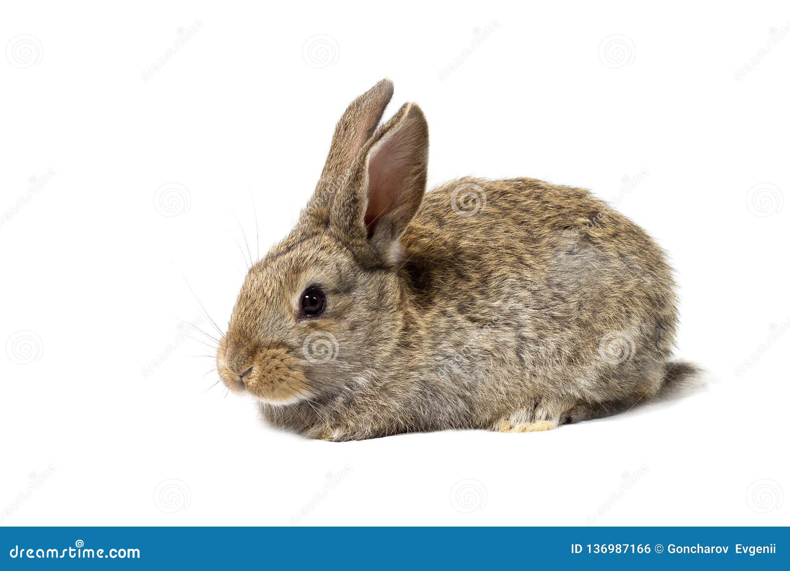 Gray fluffy bunny, isolate stock photo. Image of house - 136987166