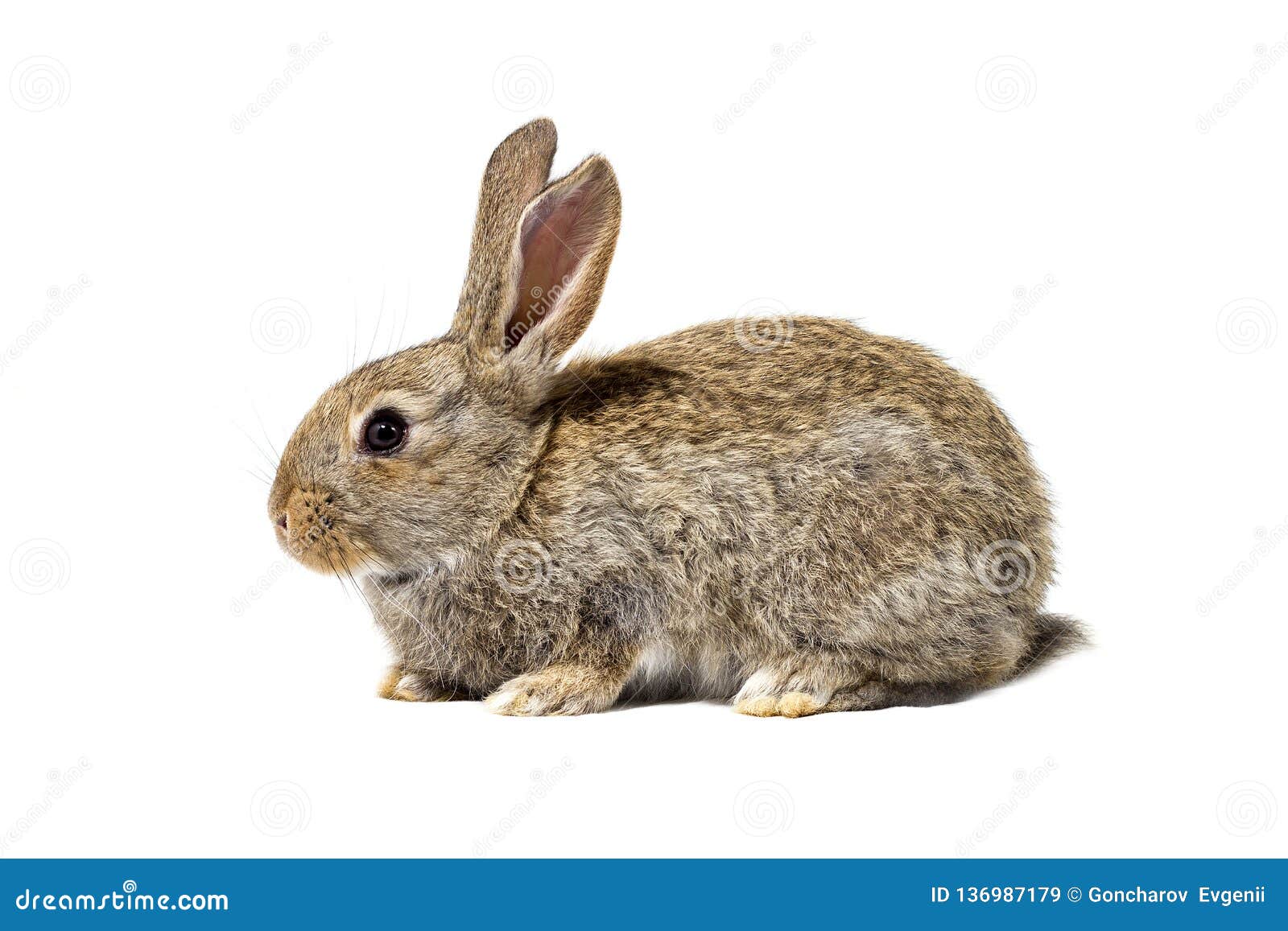 Gray fluffy bunny, isolate stock image. Image of gray - 136987179