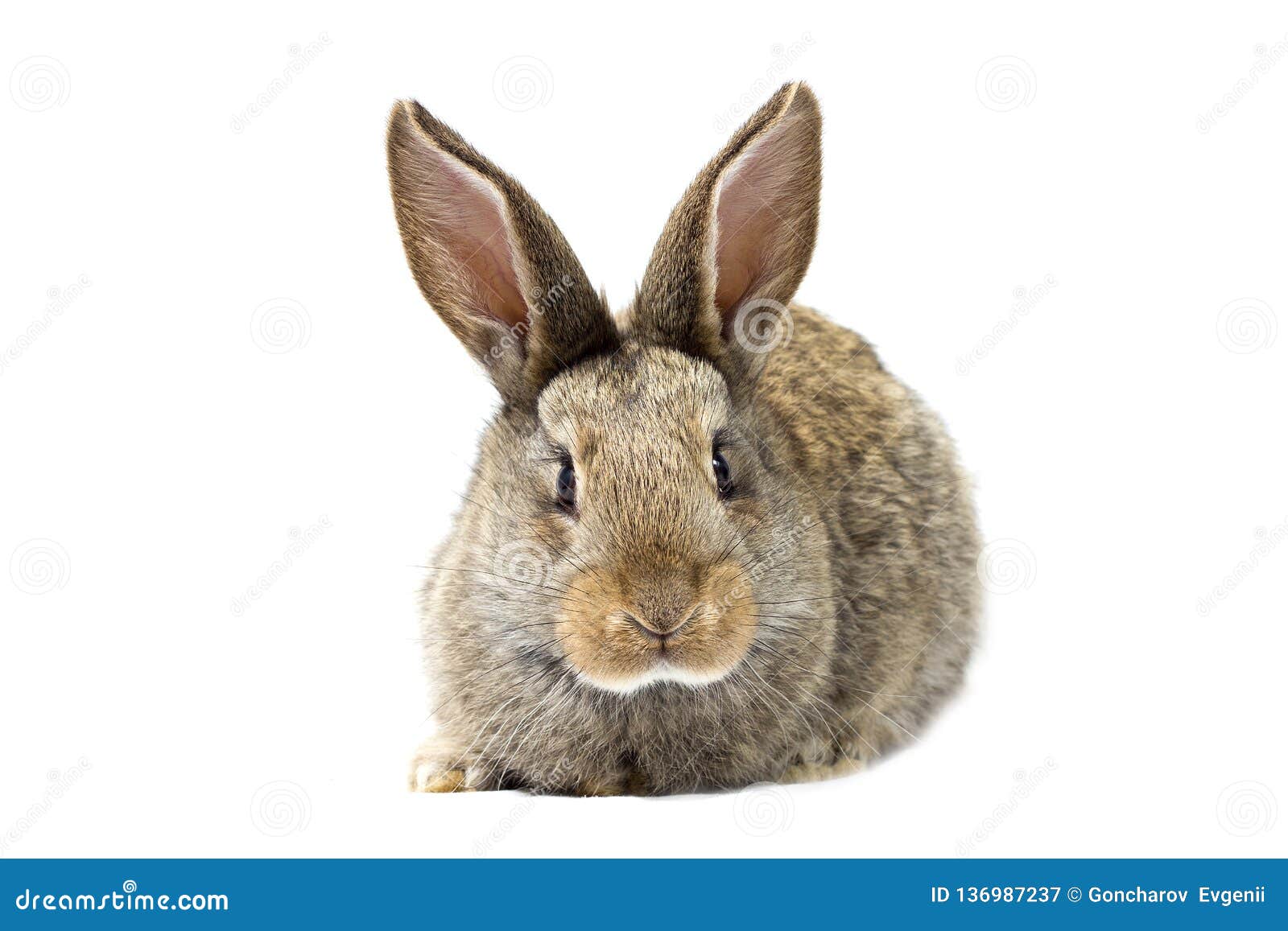 Gray fluffy bunny, isolate stock image. Image of domestic - 136987237