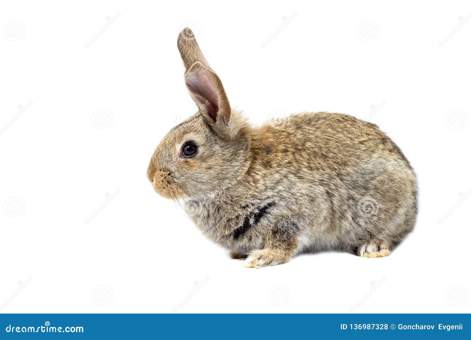 Gray fluffy bunny, isolate stock photo. Image of laughable - 136987328