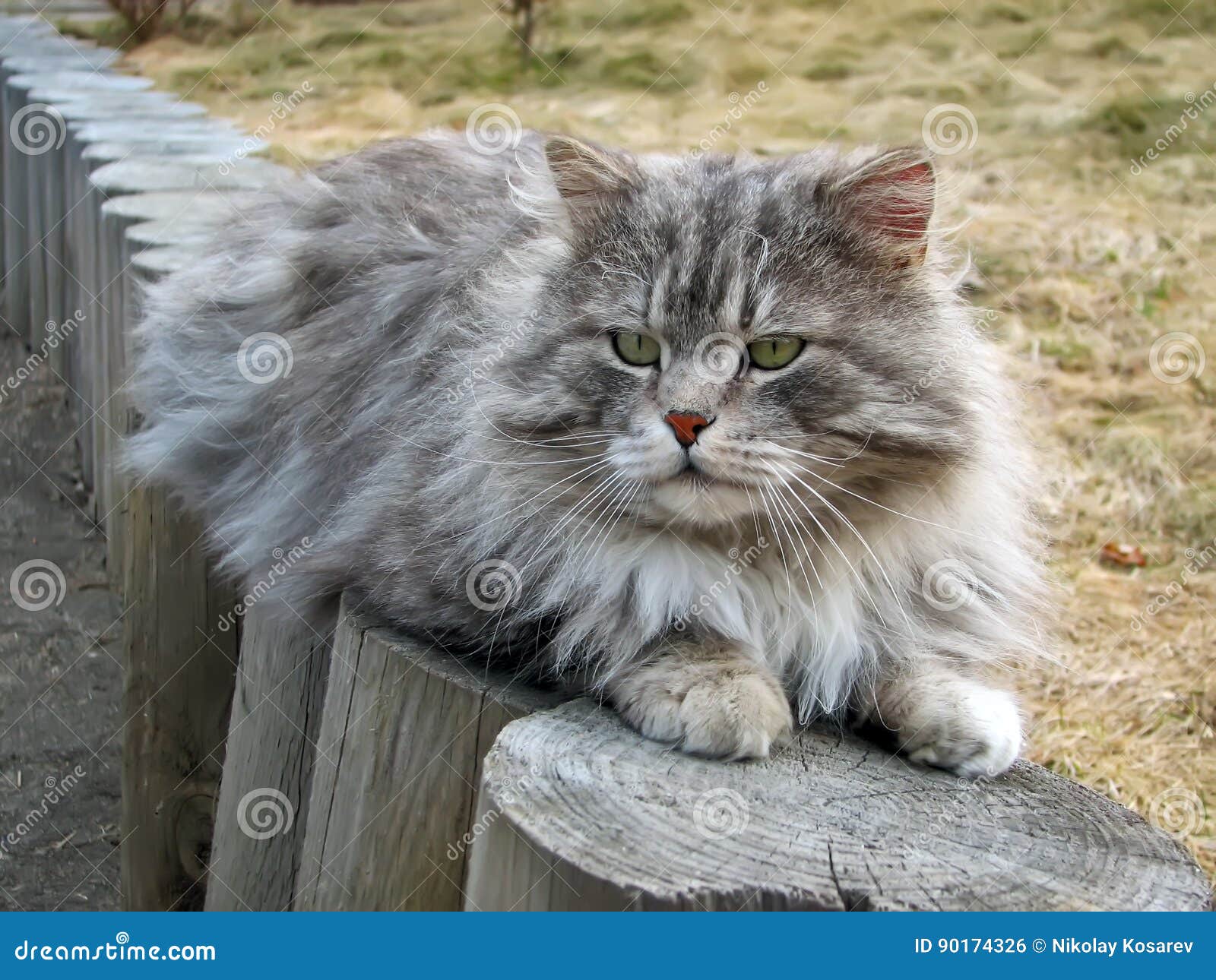 Gray Fluffy Cat Lies on Logs Stock Photo - Image of view, tomcat: 90174326