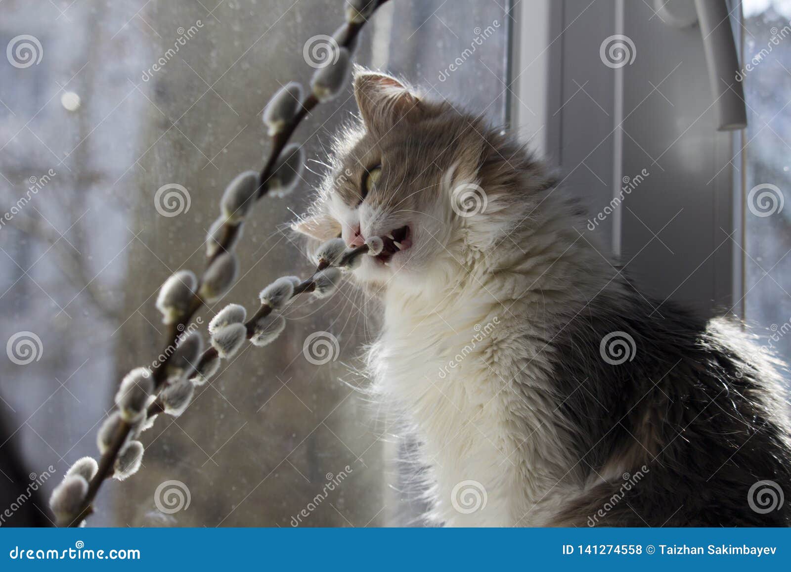 Gray Fluffy Cat Nibbles and Bites a Willow Branch Stock Photo - Image ...