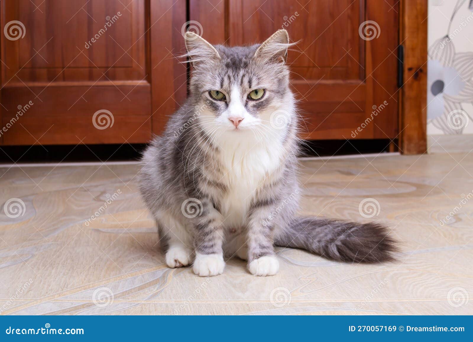 Gray Fluffy Cat Sitting by the Door Stock Image - Image of animal, grey: 270057169