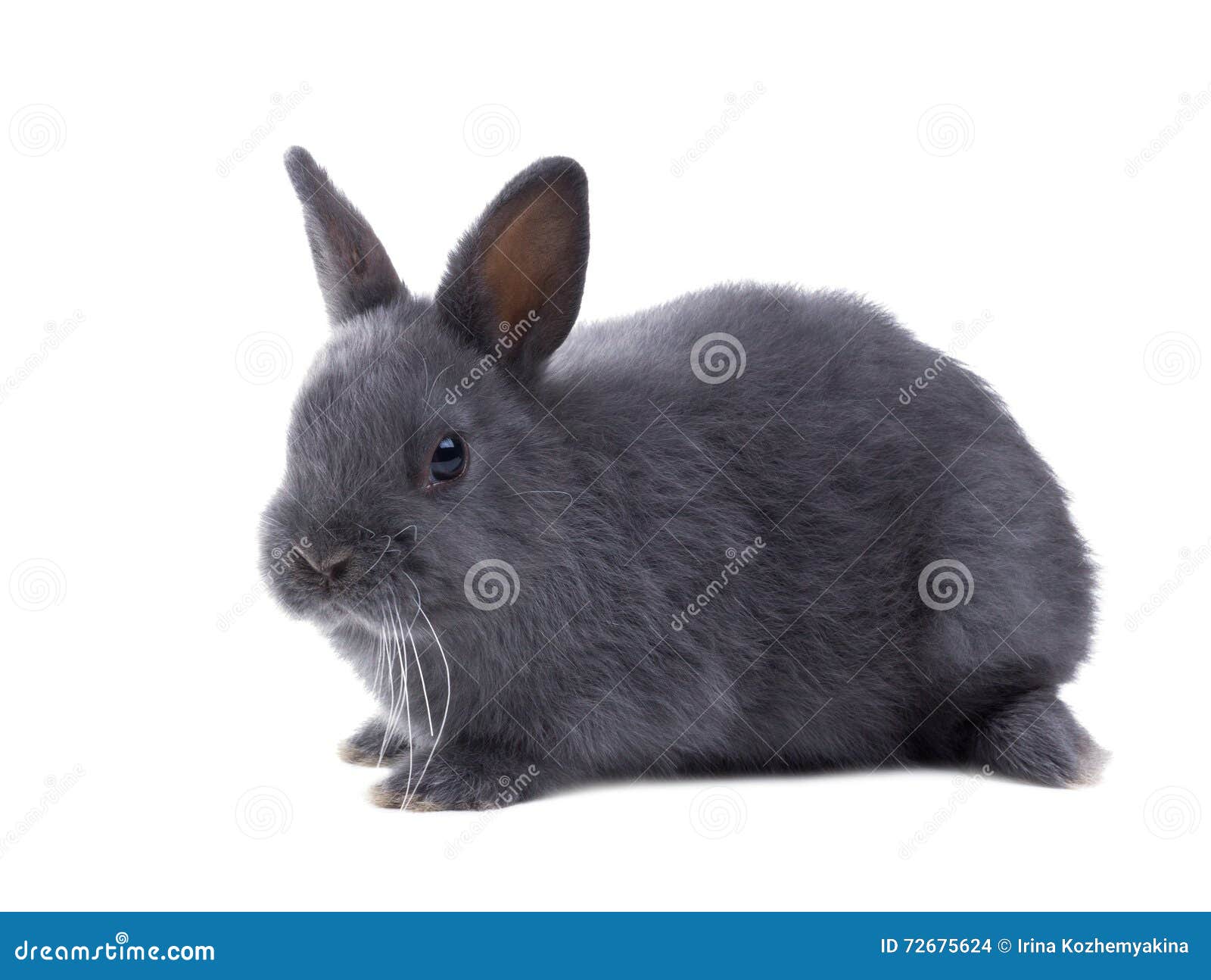Gray Fluffy Dwarf Rabbit Isolated, White Background Stock Photo - Image ...