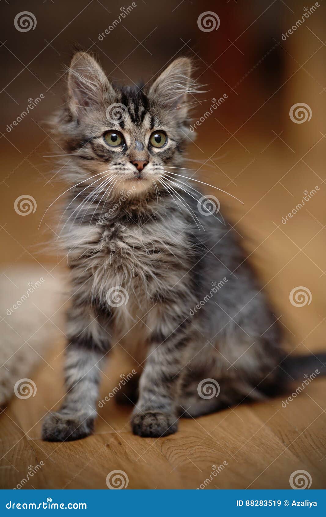Gray Fluffy Striped Kitten Sits Stock Image - Image of curiosity, beast ...