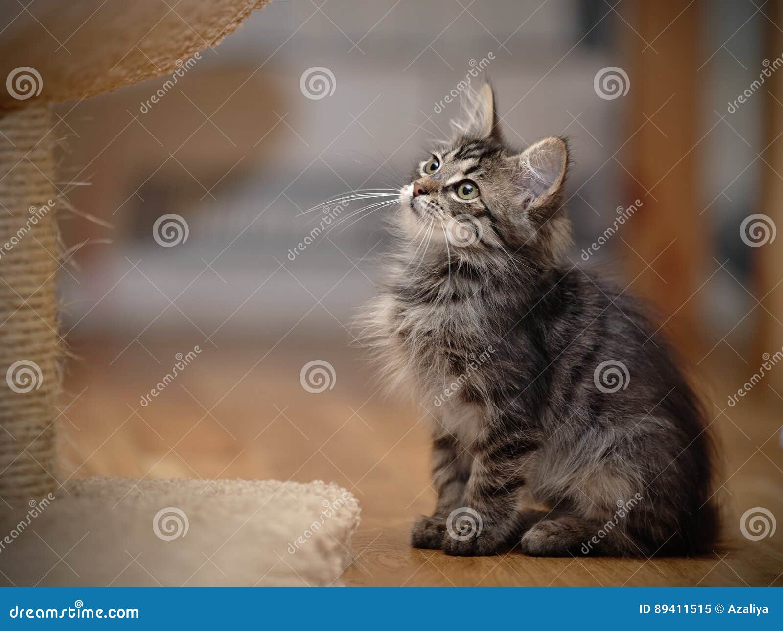 Gray Fluffy Striped Kitten Sits Stock Image - Image of gray, black ...