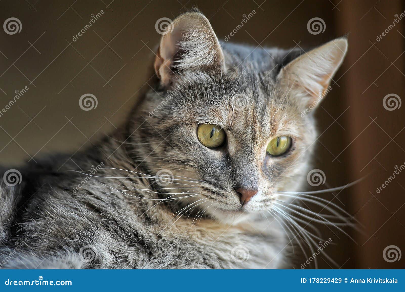Gray fluffy tabby cat stock image. Image of furry, breed - 178229429