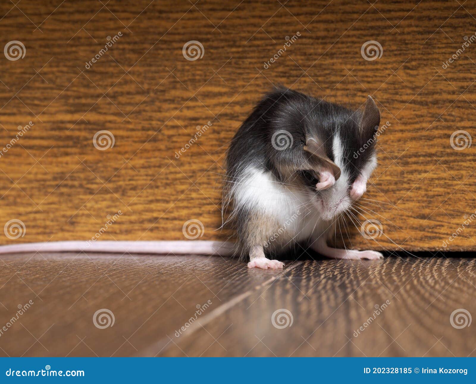 Gray Fluffy White Mouse Sitting on the Floor in the Room. Closes Muzzle ...