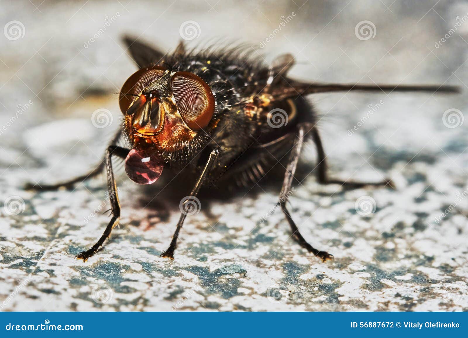 Gray fly drinking stock photo. Image of nature, closeup - 56887672