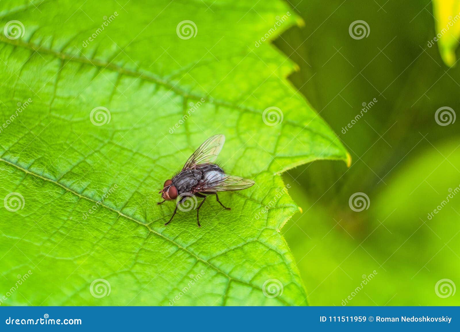Gray Fly Insect on the Green Leaf Stock Image - Image of insect, fauna ...