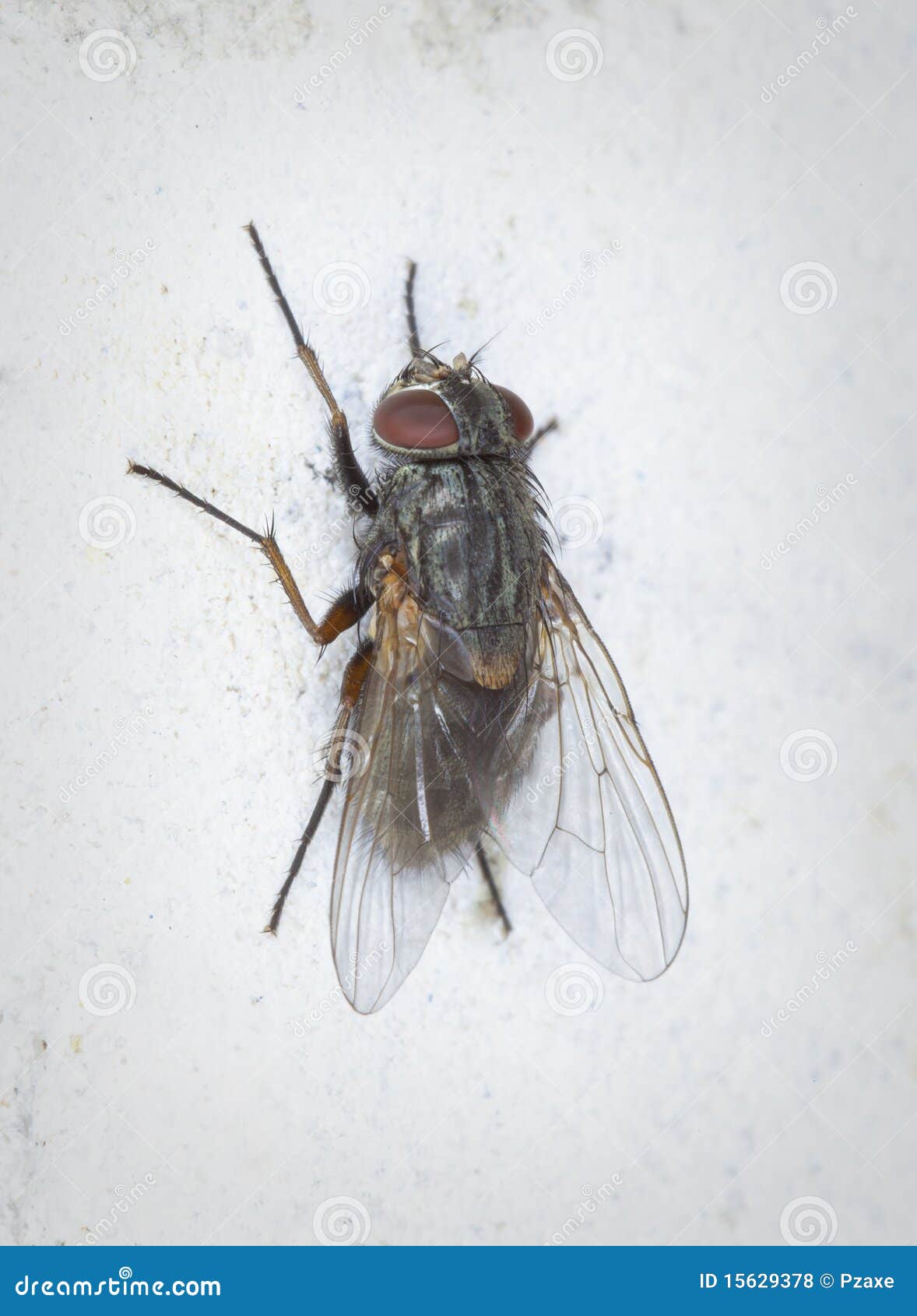 Gray Fly Sits on Stone Wall Stock Photo - Image of insect, gray: 15629378