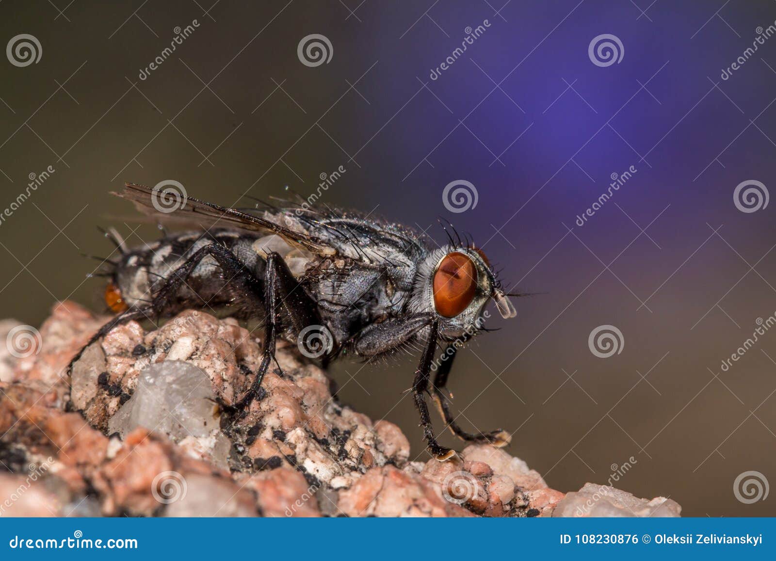 Gray fly on stone stock photo. Image of detail, pest - 108230876