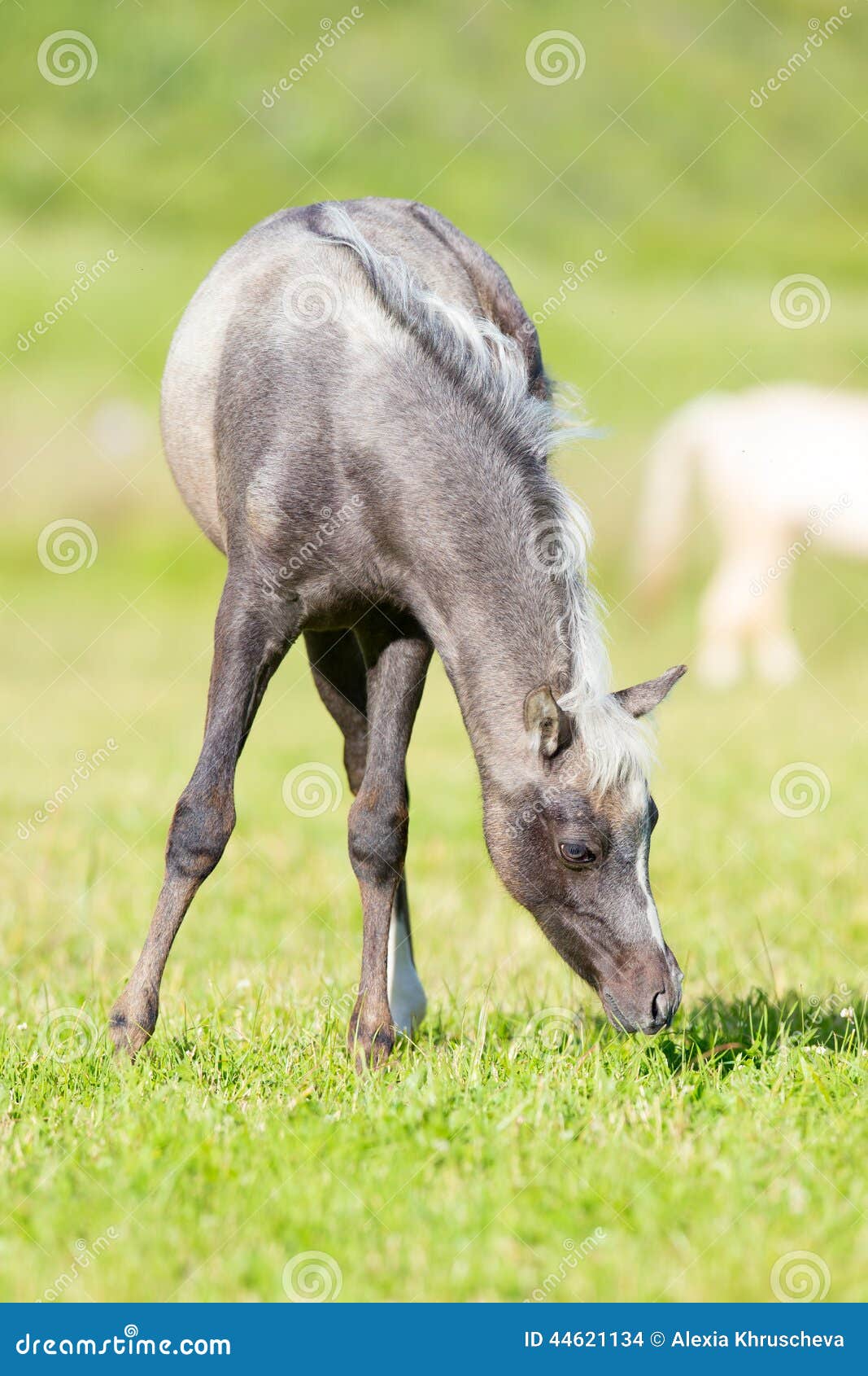 Gray Foal Eating Grass in Field Stock Photo - Image of eating, gray ...