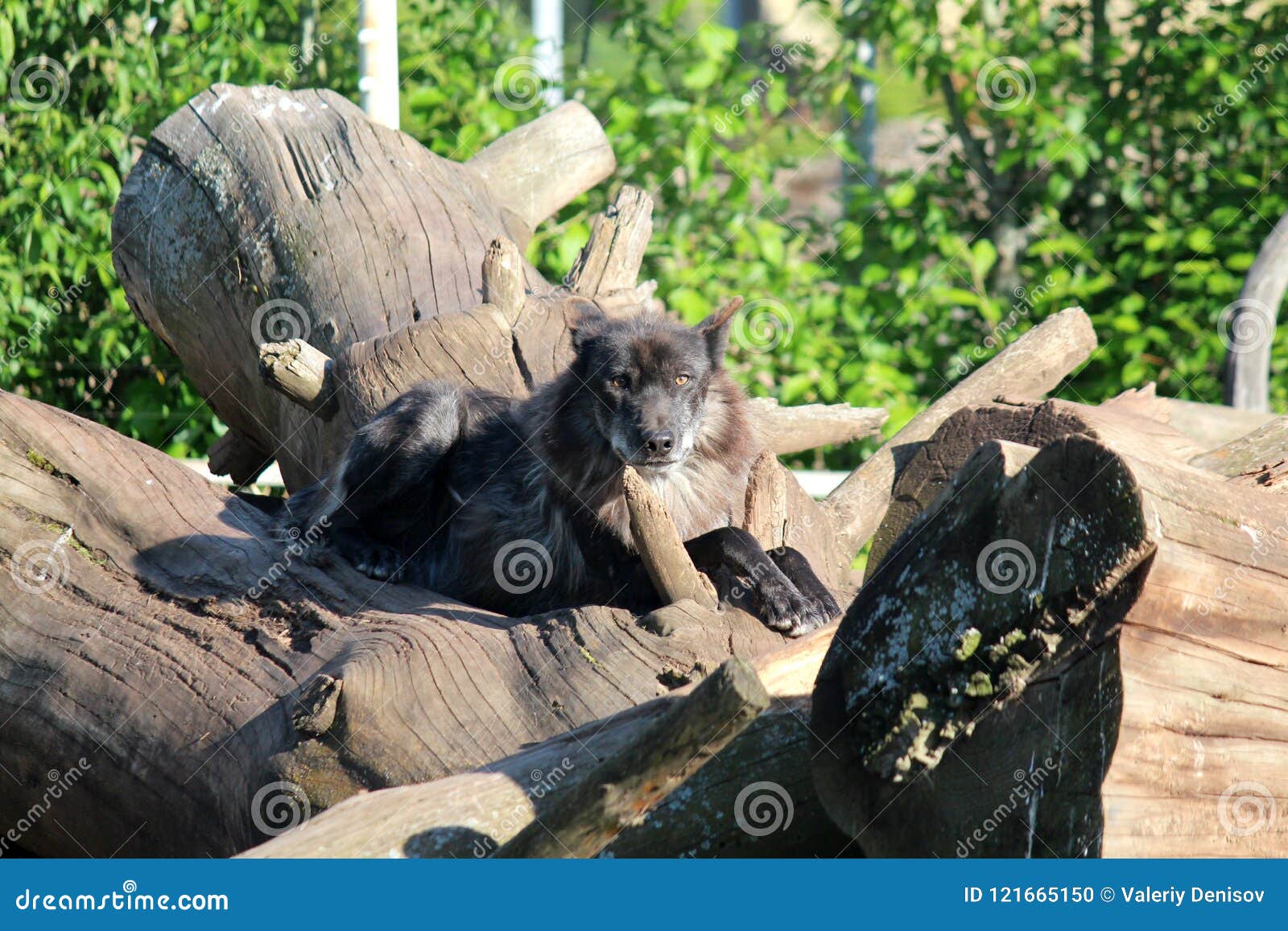 Wolf stock photo. Image of nature, look, mammal, robber - 121665150