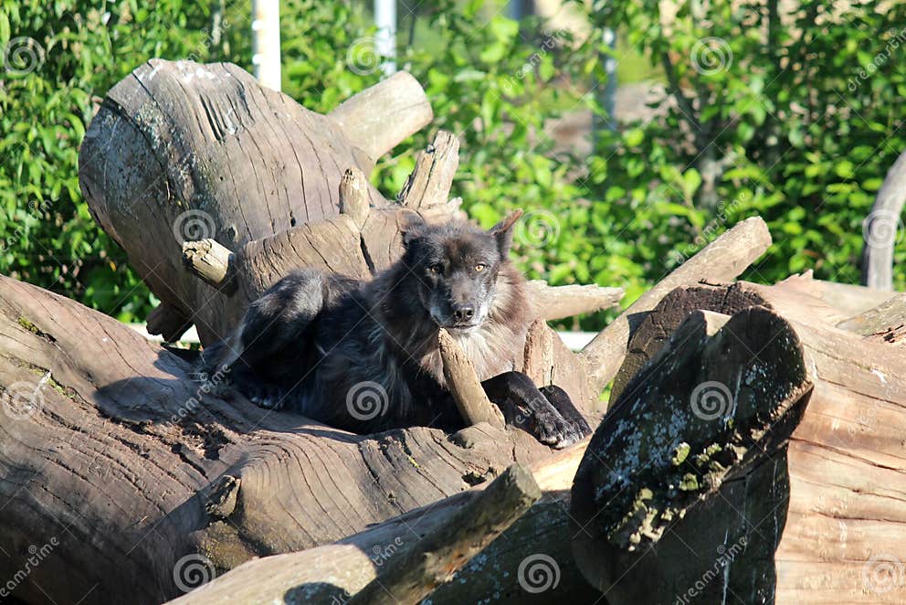 Wolf stock photo. Image of nature, look, mammal, robber - 121665150