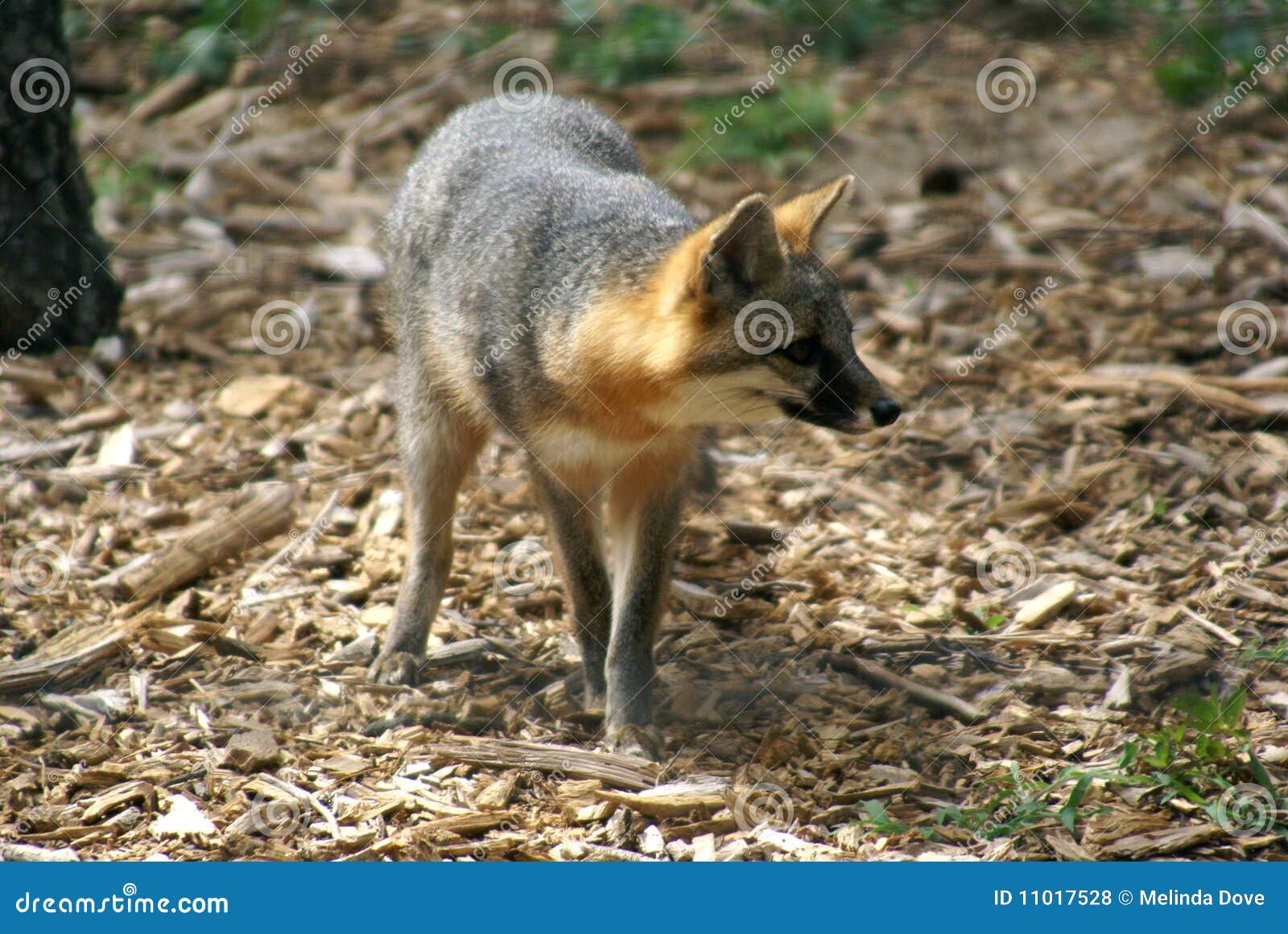 Gray Fox stock photo. Image of tree, florida, forest - 11017528