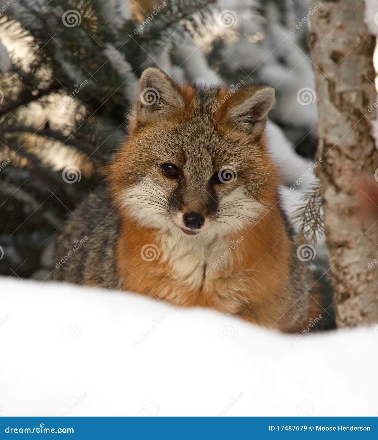 Gray Fox stock image. Image of mammal, wildlife, snow - 17487679