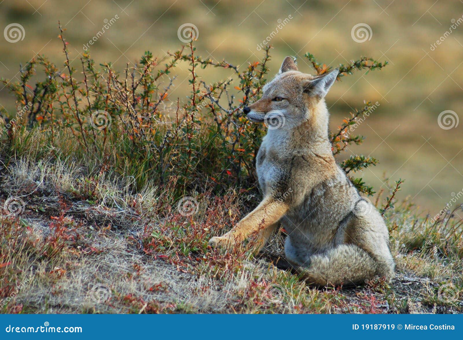 Gray fox stock image. Image of long, patagonia, large - 19187919