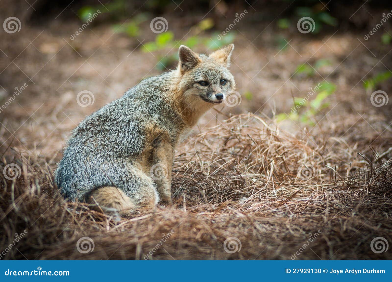 Gray Fox stock photo. Image of outdoor, culpaeus, daytime - 27929130