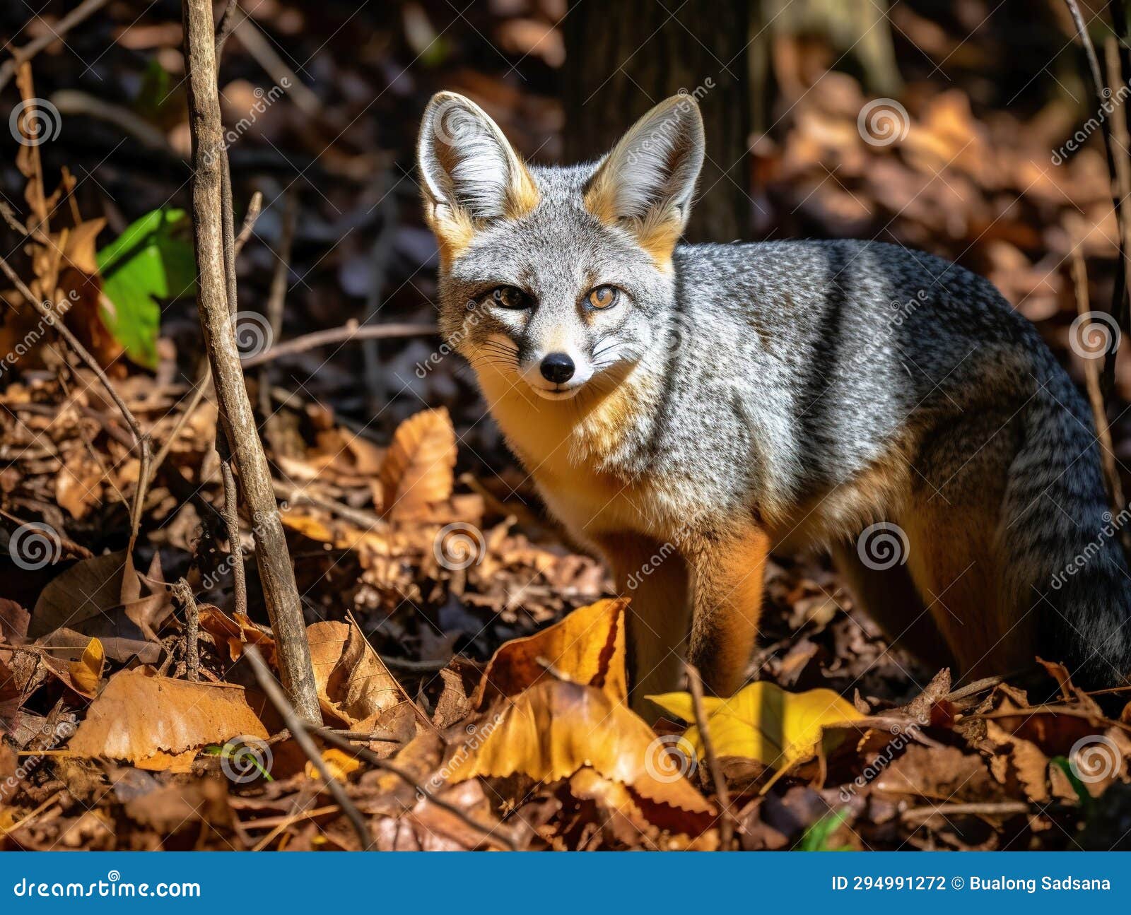 Gray Fox stock illustration. Illustration of wilderness - 294991272