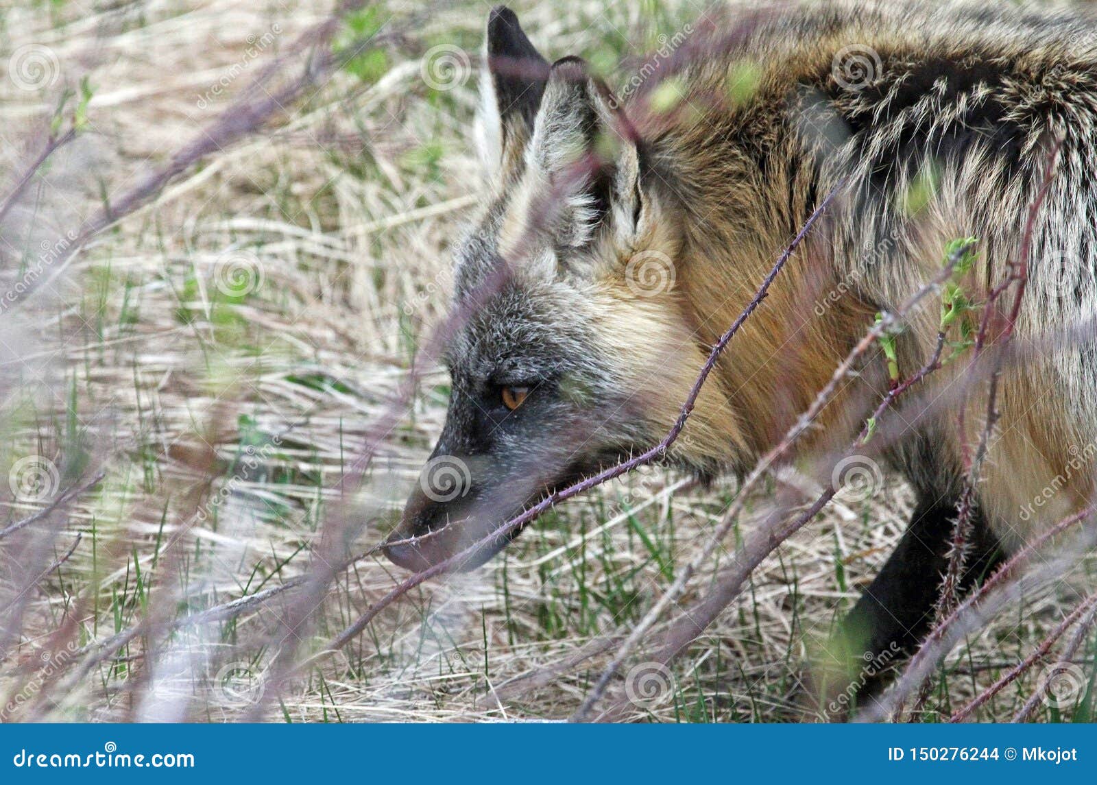 Gray fox behind the bush stock photo. Image of wildlife - 150276244