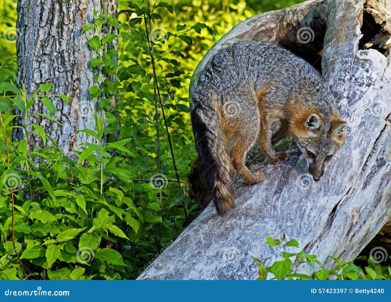 Gray Fox Climbing a Fallen Den Tree. Stock Image - Image of little ...