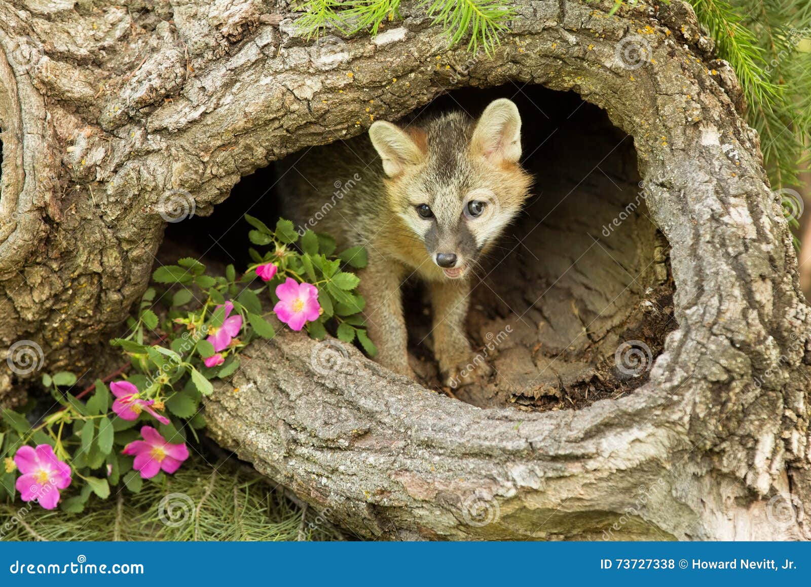 Gray fox kit in log stock photo. Image of horizontal - 73727338