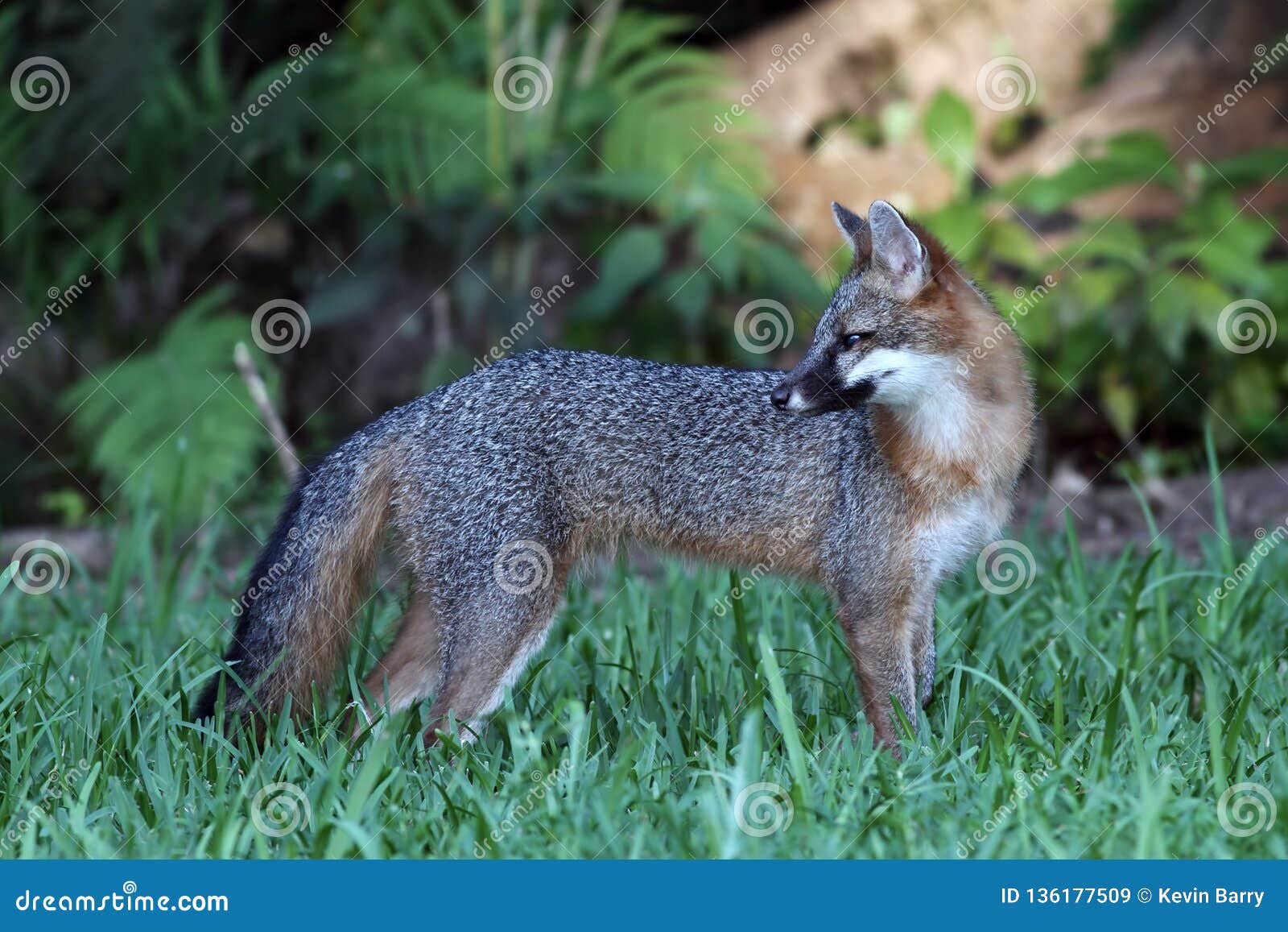 Gray Fox in North Miami Beach, Florida Stock Image - Image of florida ...