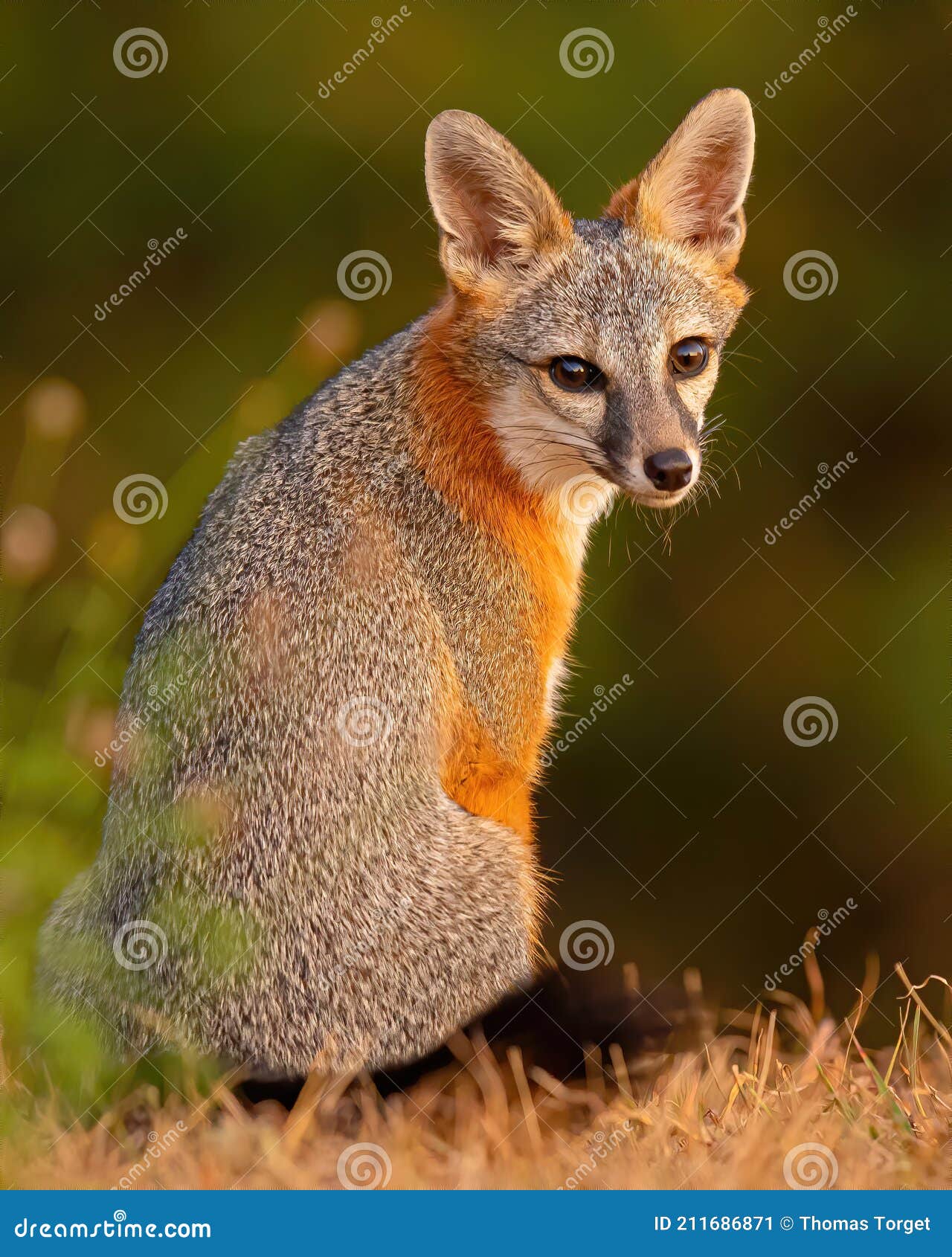 Gray Fox Poses while Hunting for Its Next Meal Stock Image - Image of ...