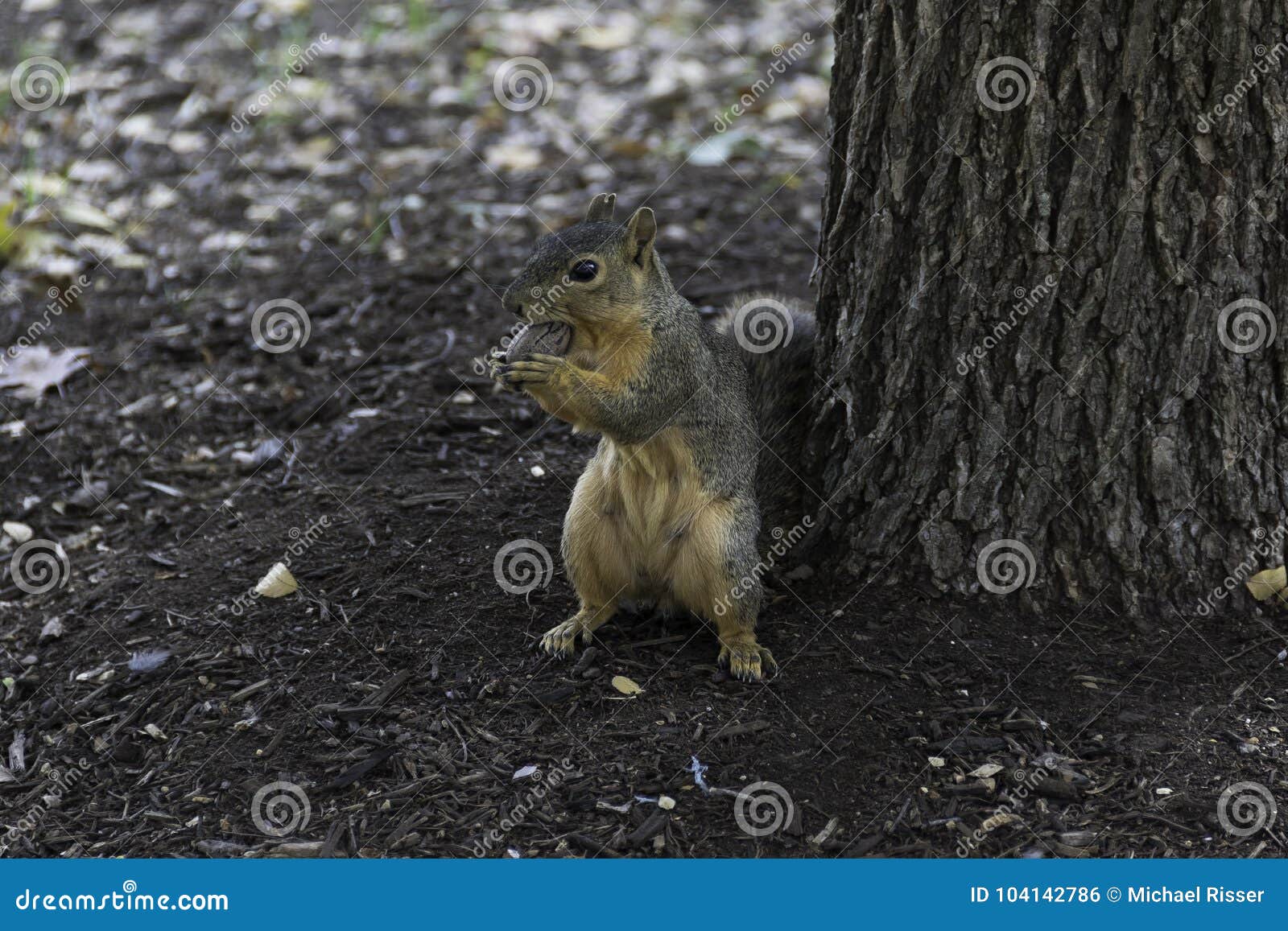 Gray Fox Squirrel Mit Dem Halten Einer Nuss Stockfoto - Bild von kreis ...