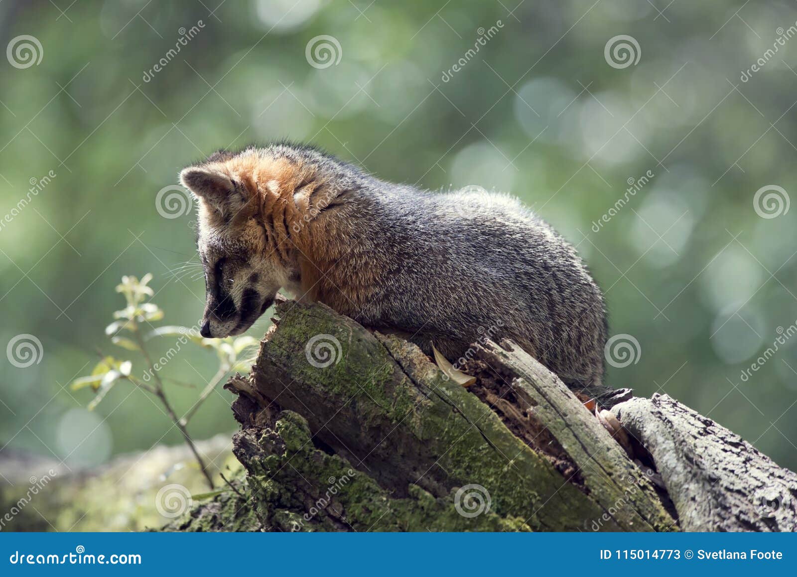 Gray Fox on a tree stock image. Image of branch, wildlife - 115014773