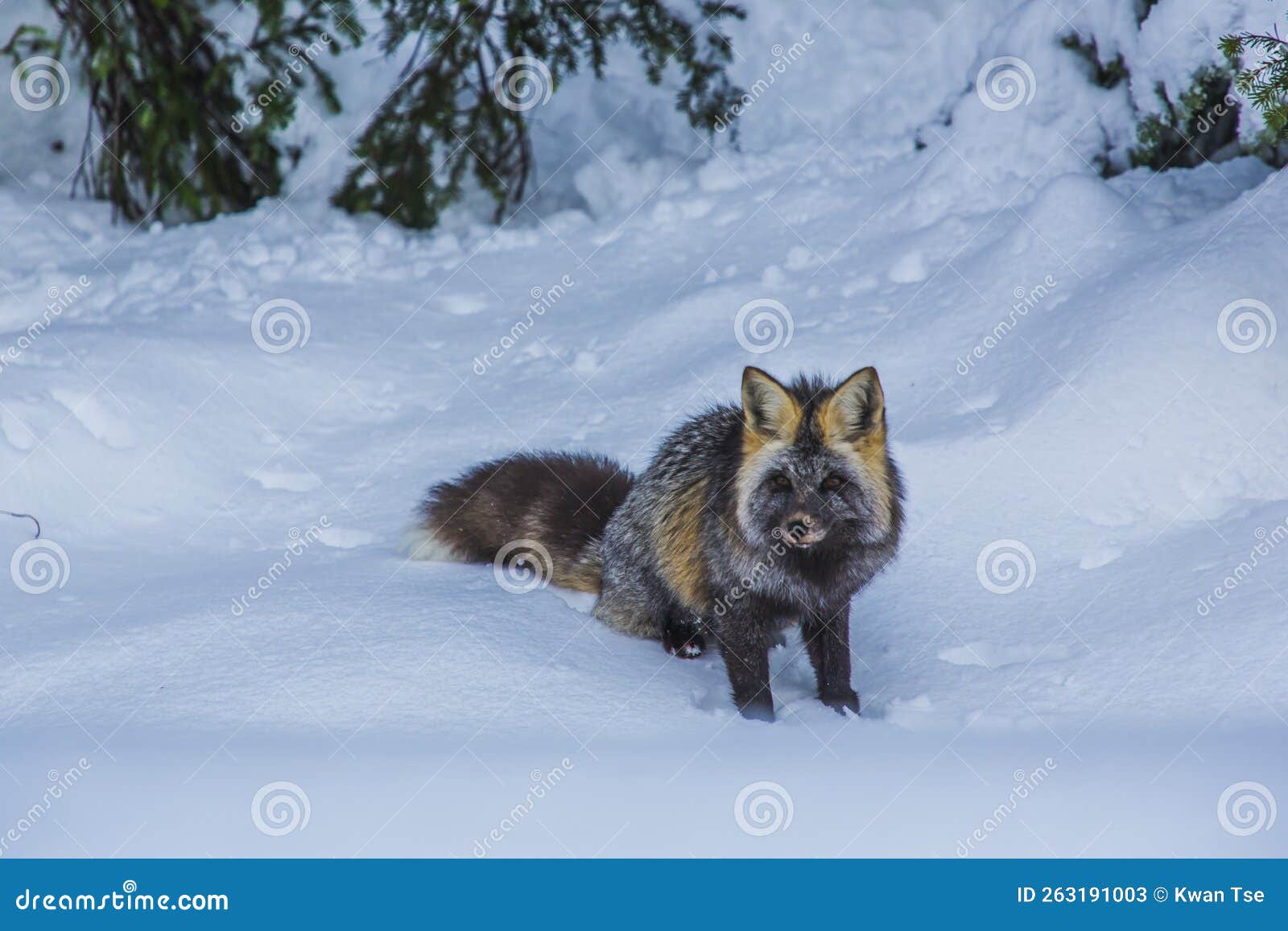 Gray fox in winter forest stock image. Image of water - 263191003