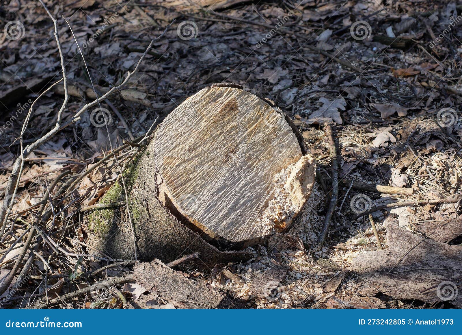 Gray Fresh Cut on the Stump of a Single Tree Stock Image - Image of ...