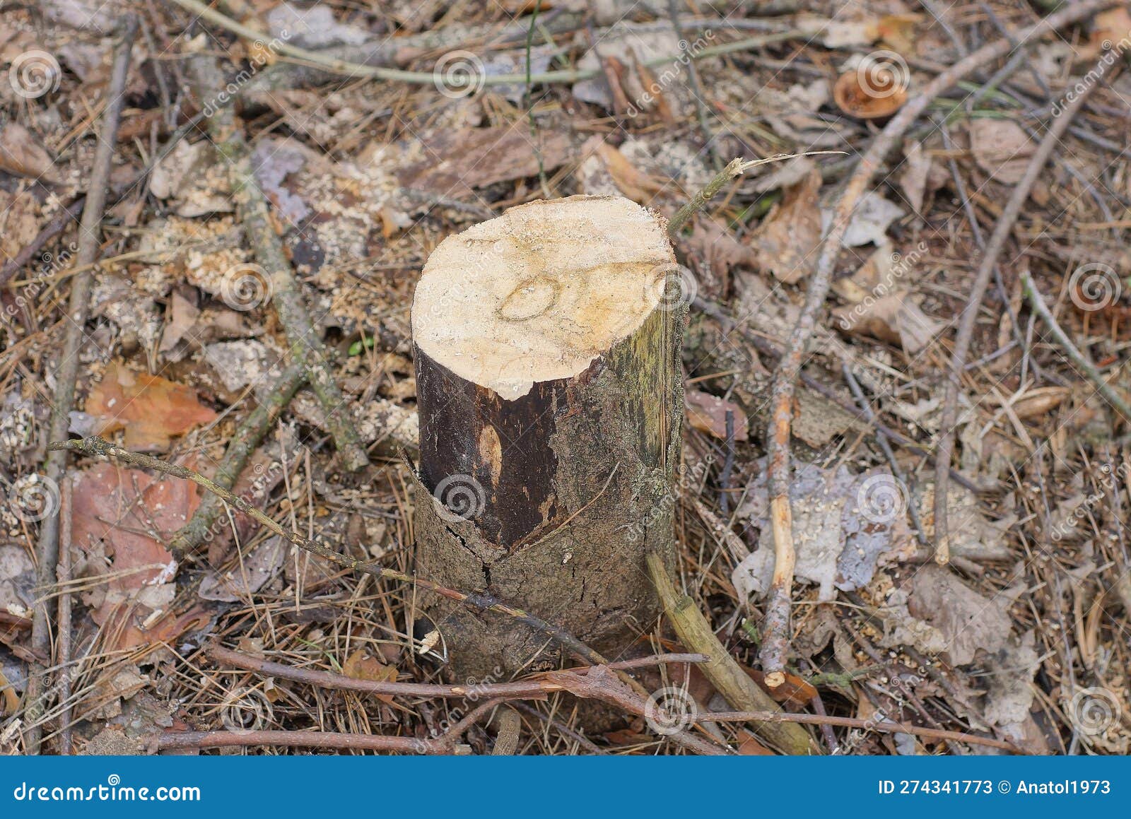 Gray Fresh Cut on the Stump of a Single Tree Stock Image - Image of ...