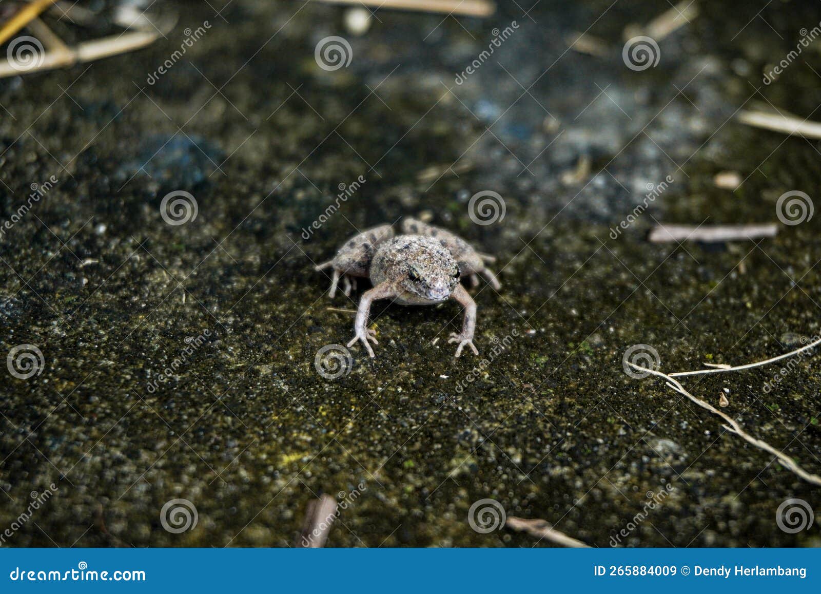 Gray Frog Toad on Mossy Rock with Scattered Bamboo Leaves Stock Image ...
