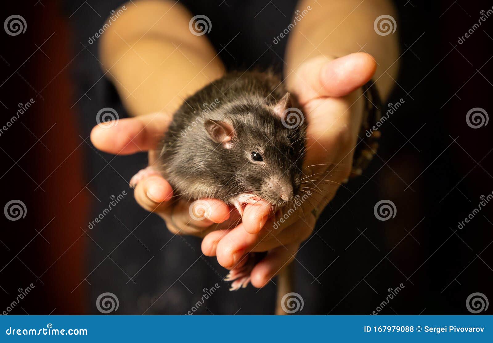 Gray Funny Rat Fluffy and Big Cute in Hands Closeup Stock Photo - Image ...