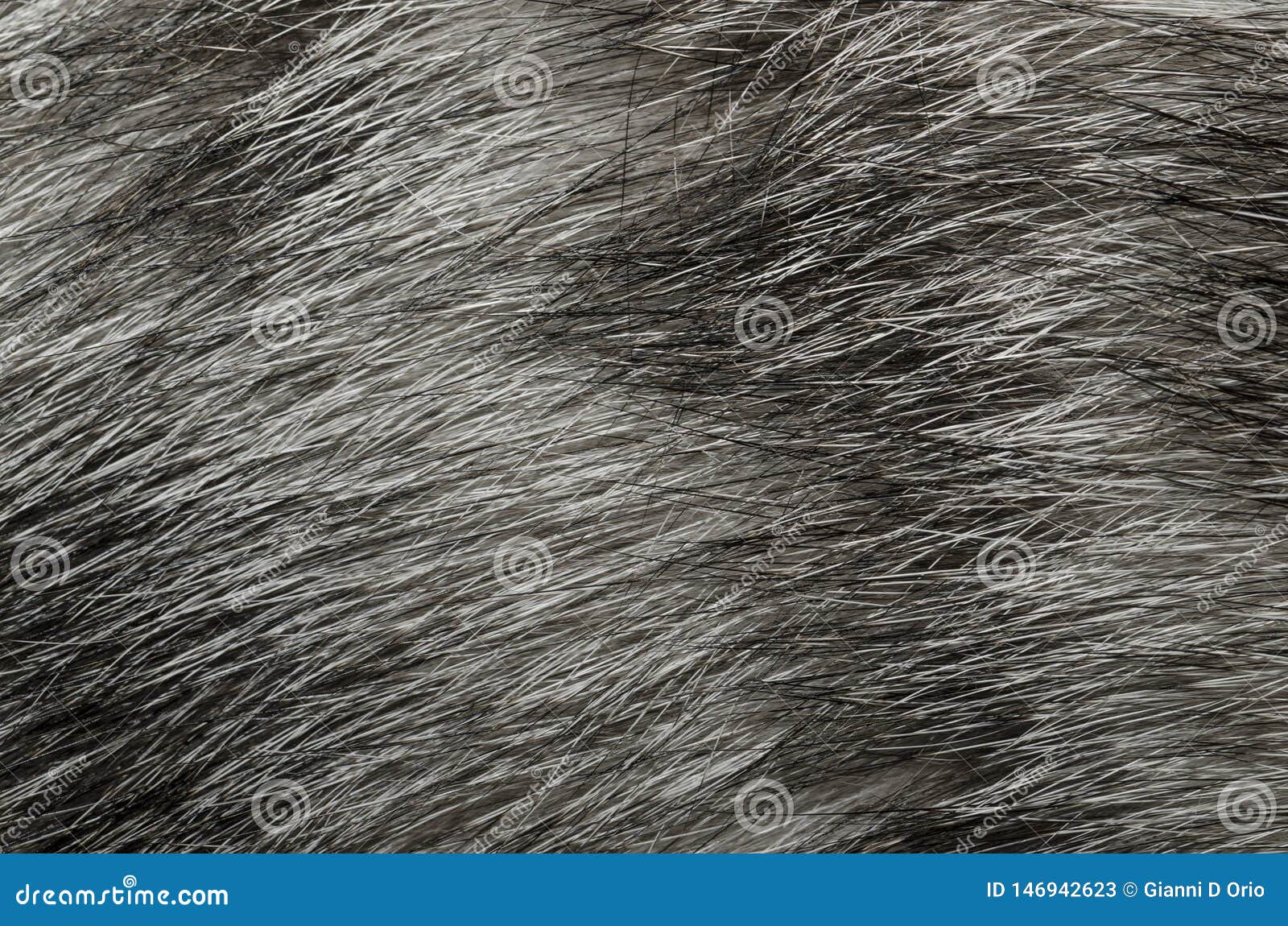 Gray Fur with Streaks of a Domestic Cat Stock Image - Image of close ...