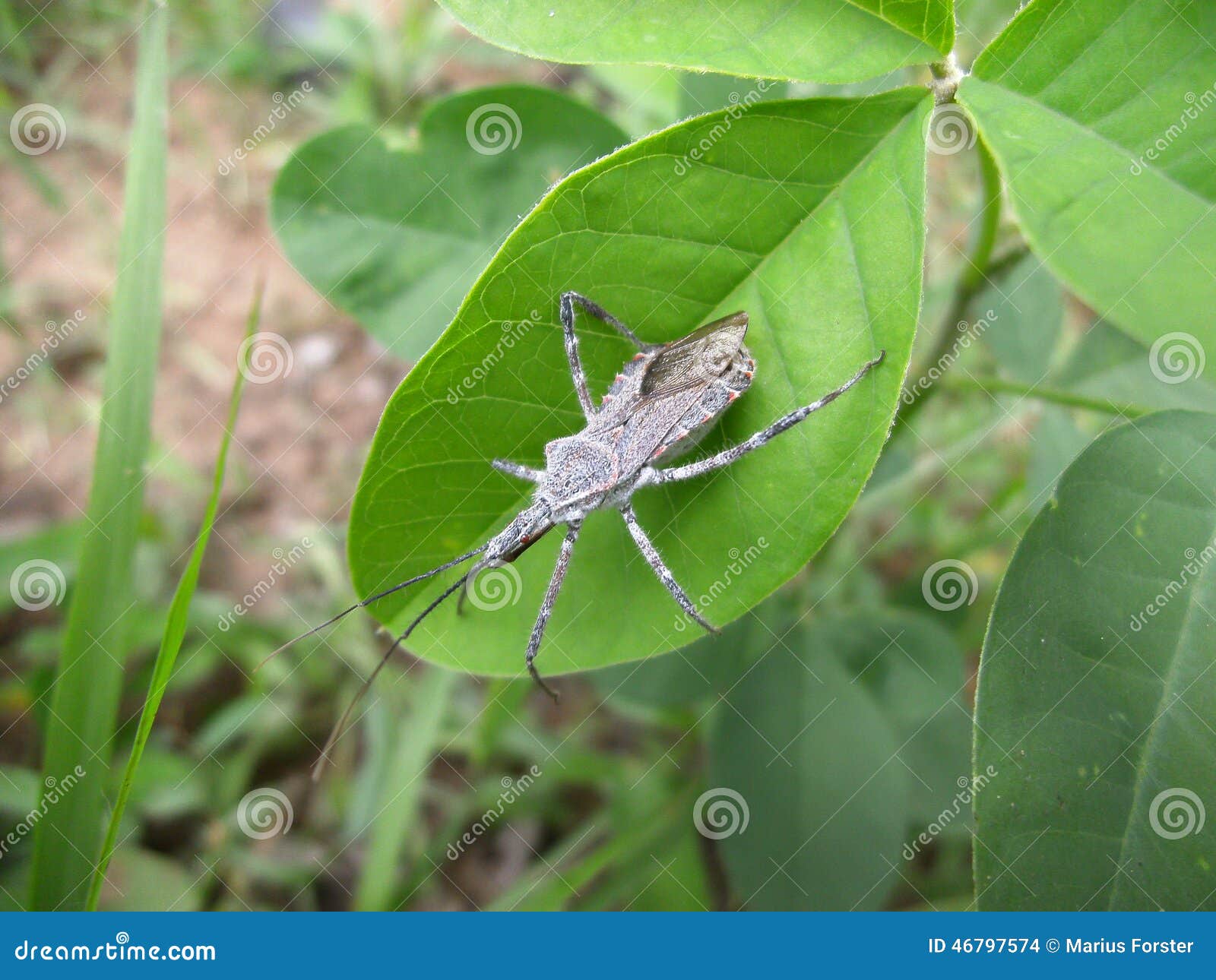 Gray Furry Beetle on Leaf in Swaziland Stock Photo - Image of gray ...