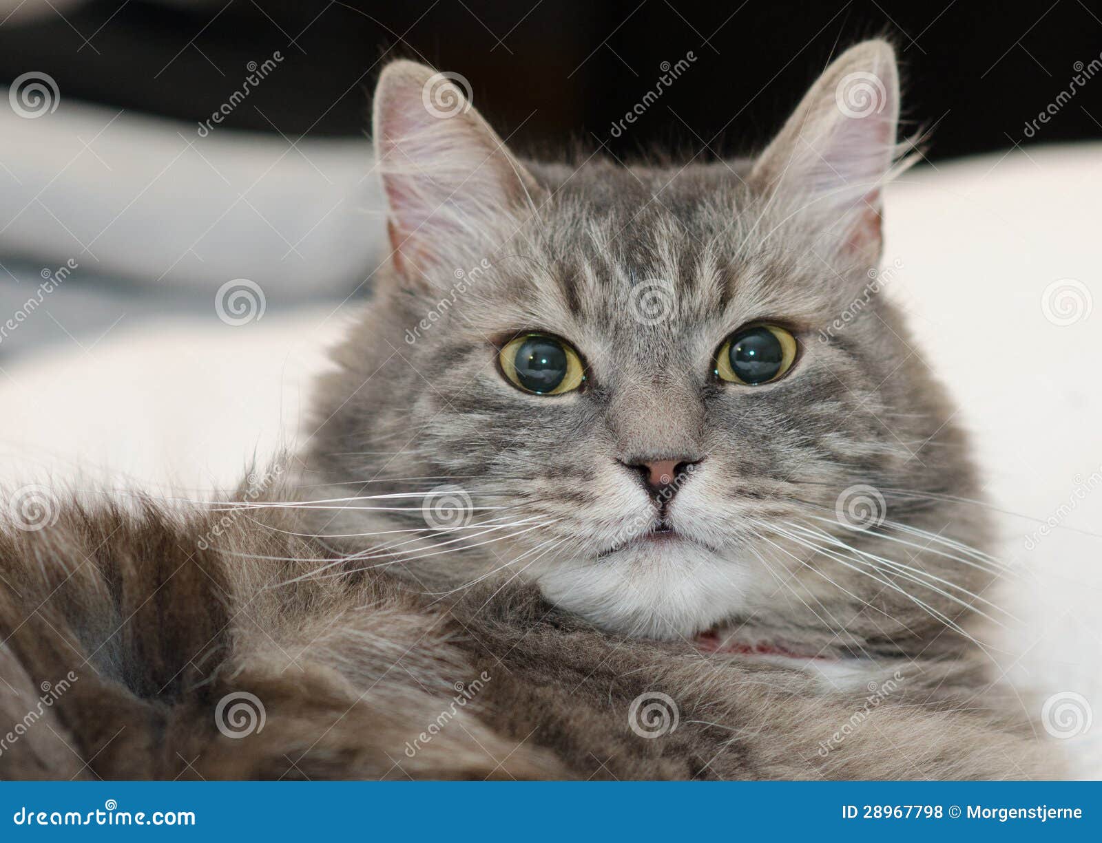 Gray furry siberian cat stock photo. Image of baby, kitten - 28967798